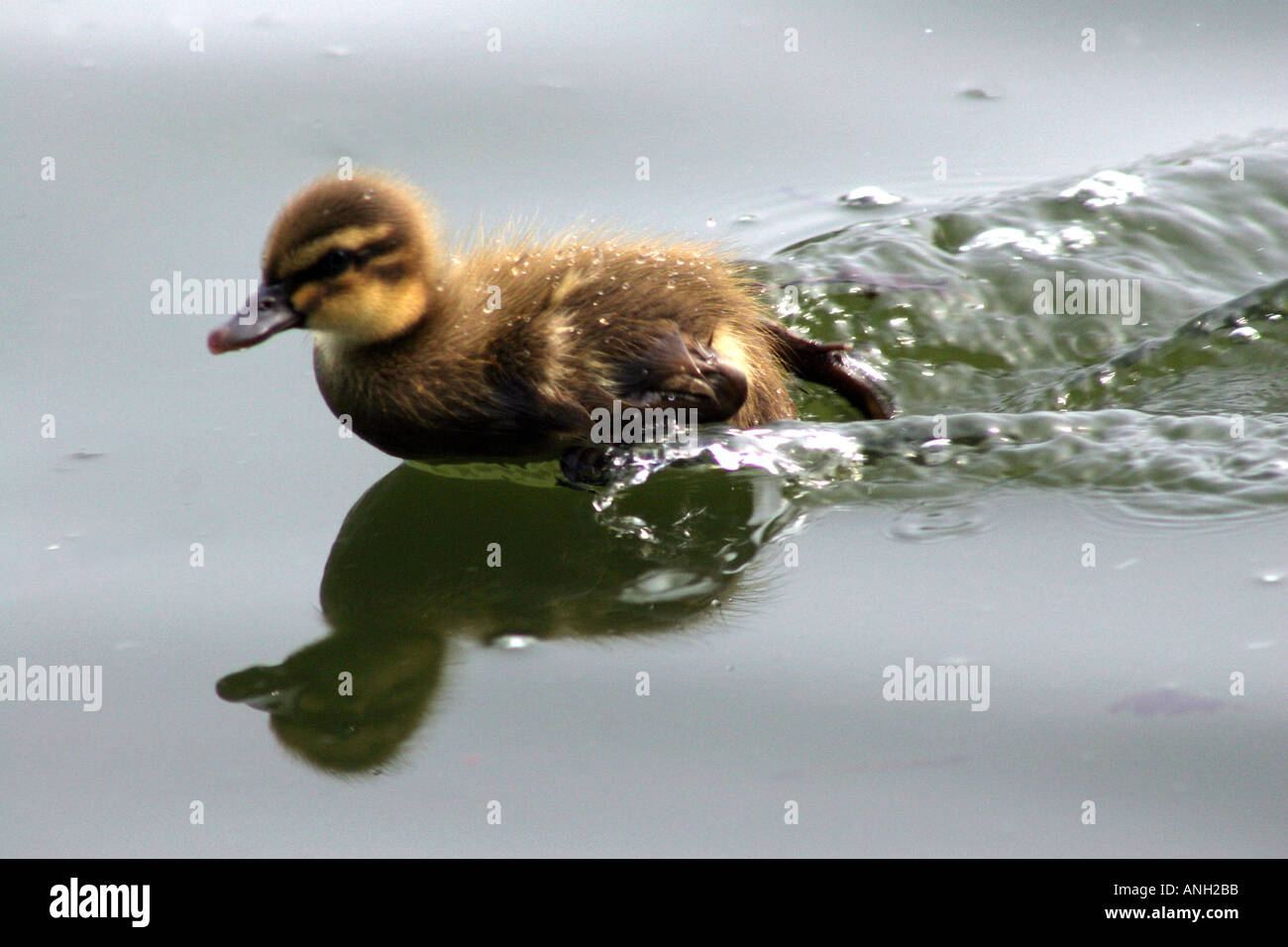 Fast moving water with mallard hi-res stock photography and images - Alamy