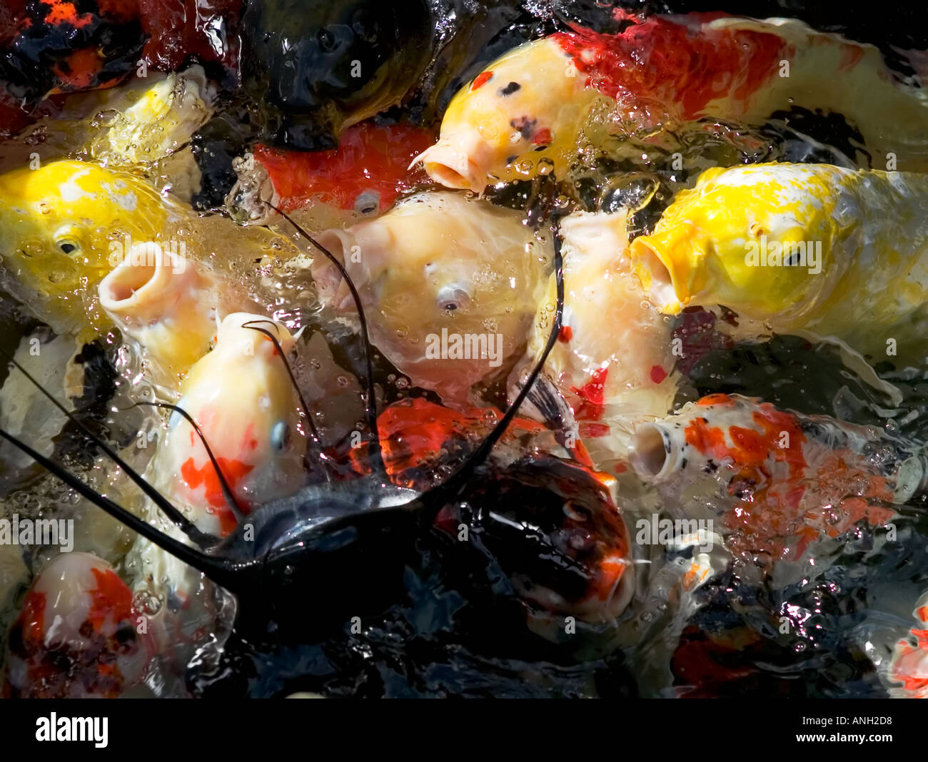 Fish fighting mouths hi-res stock photography and images - Alamy