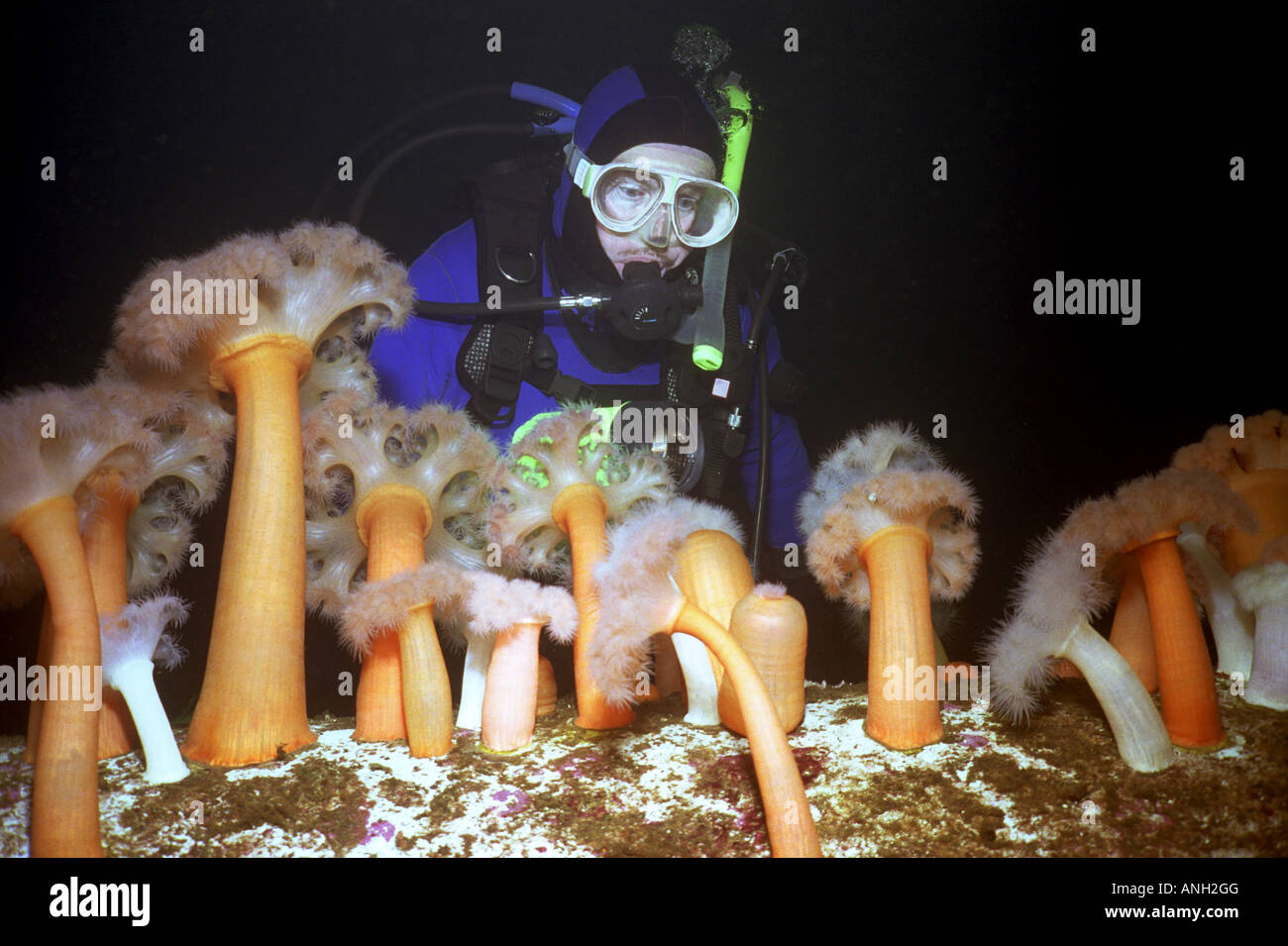 Diving HMCS Chaudiere Artificial Reef, Kunechin Point, Sechelt Inlet ...