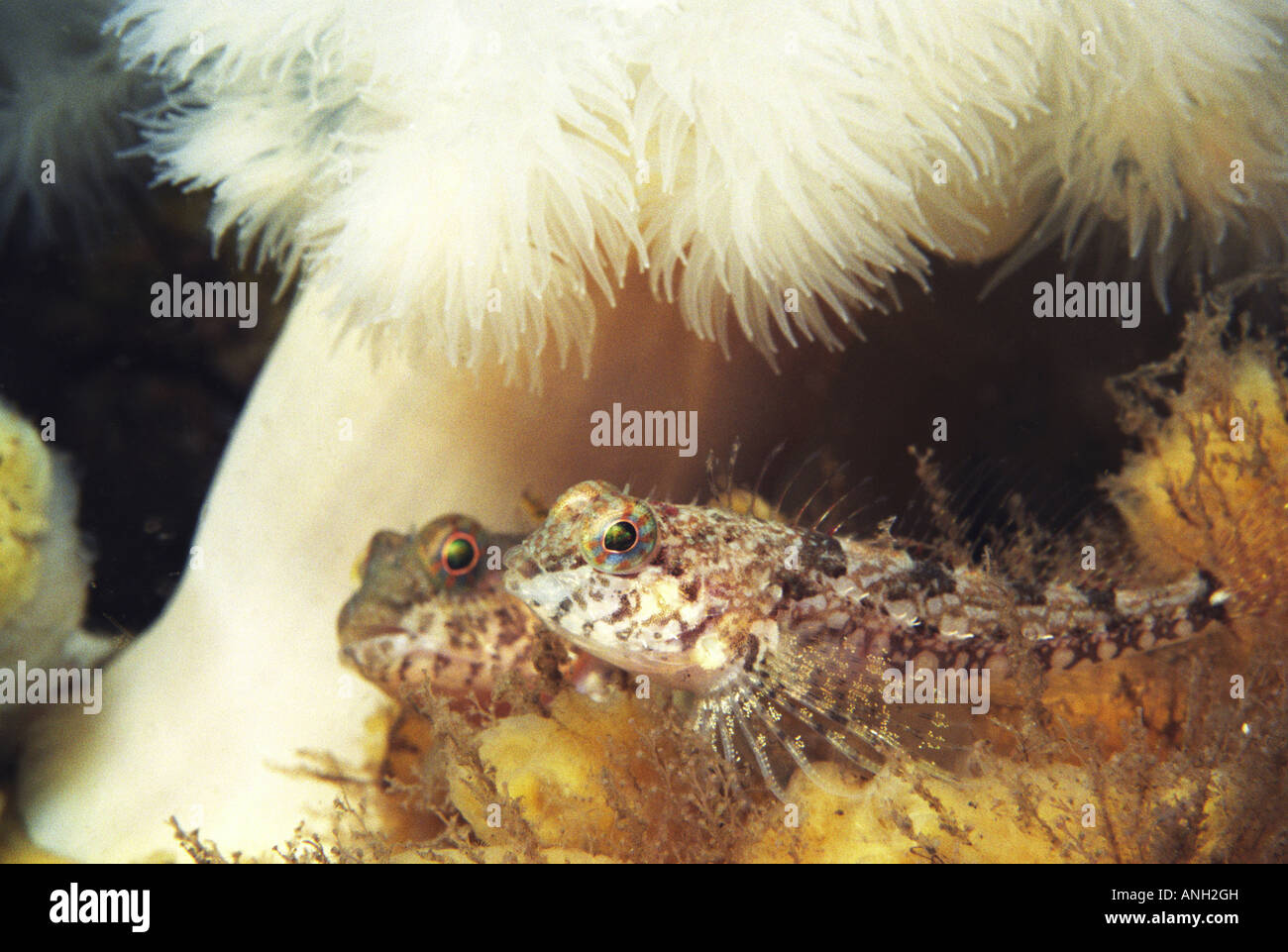 Tidepool sculpins, Dodd Narrows, Southern Gulf Islands, Vancouver ...