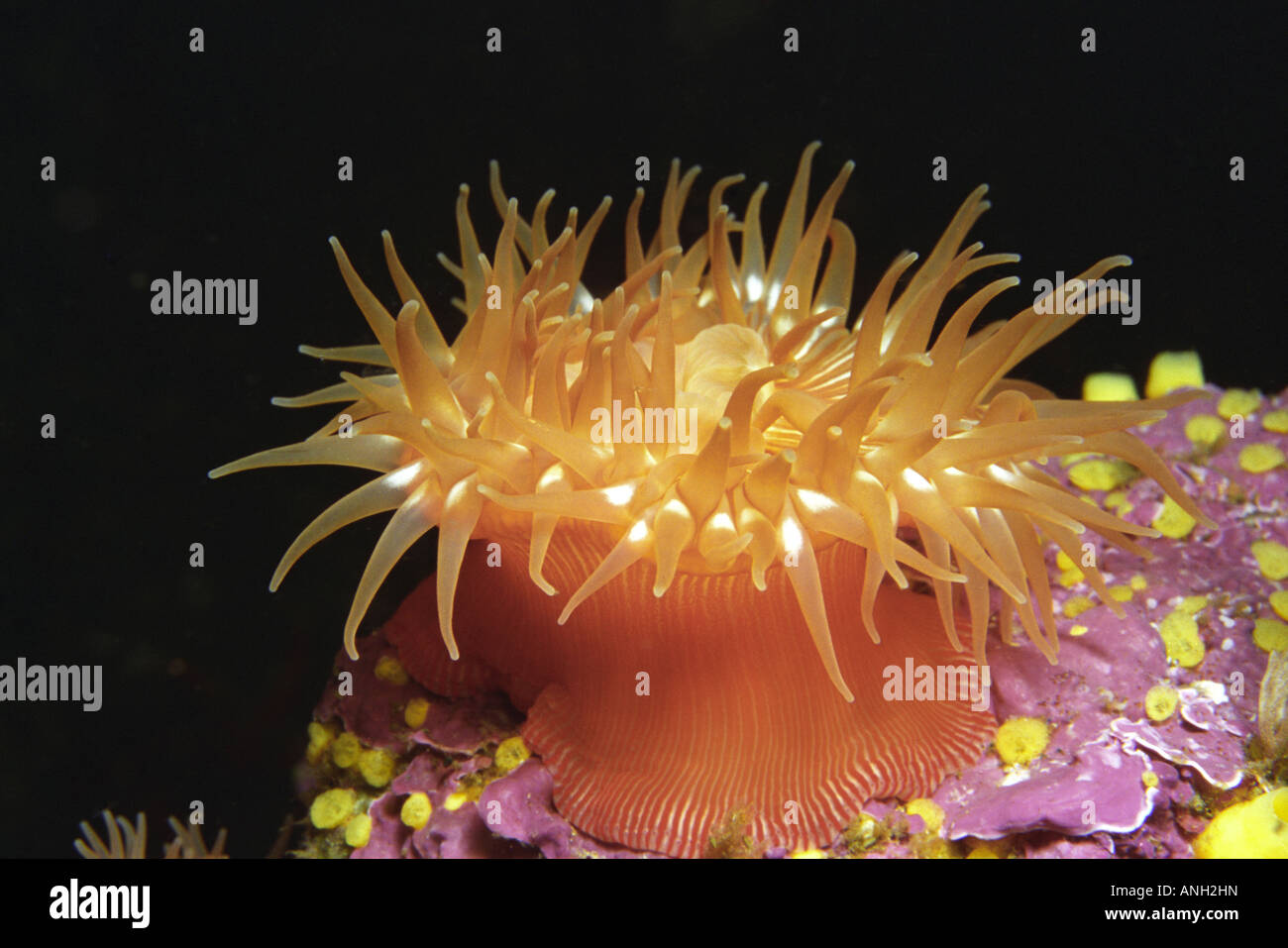 Brooding anemone, Sandford Island, Barkley Sound, Vancouver Island ...