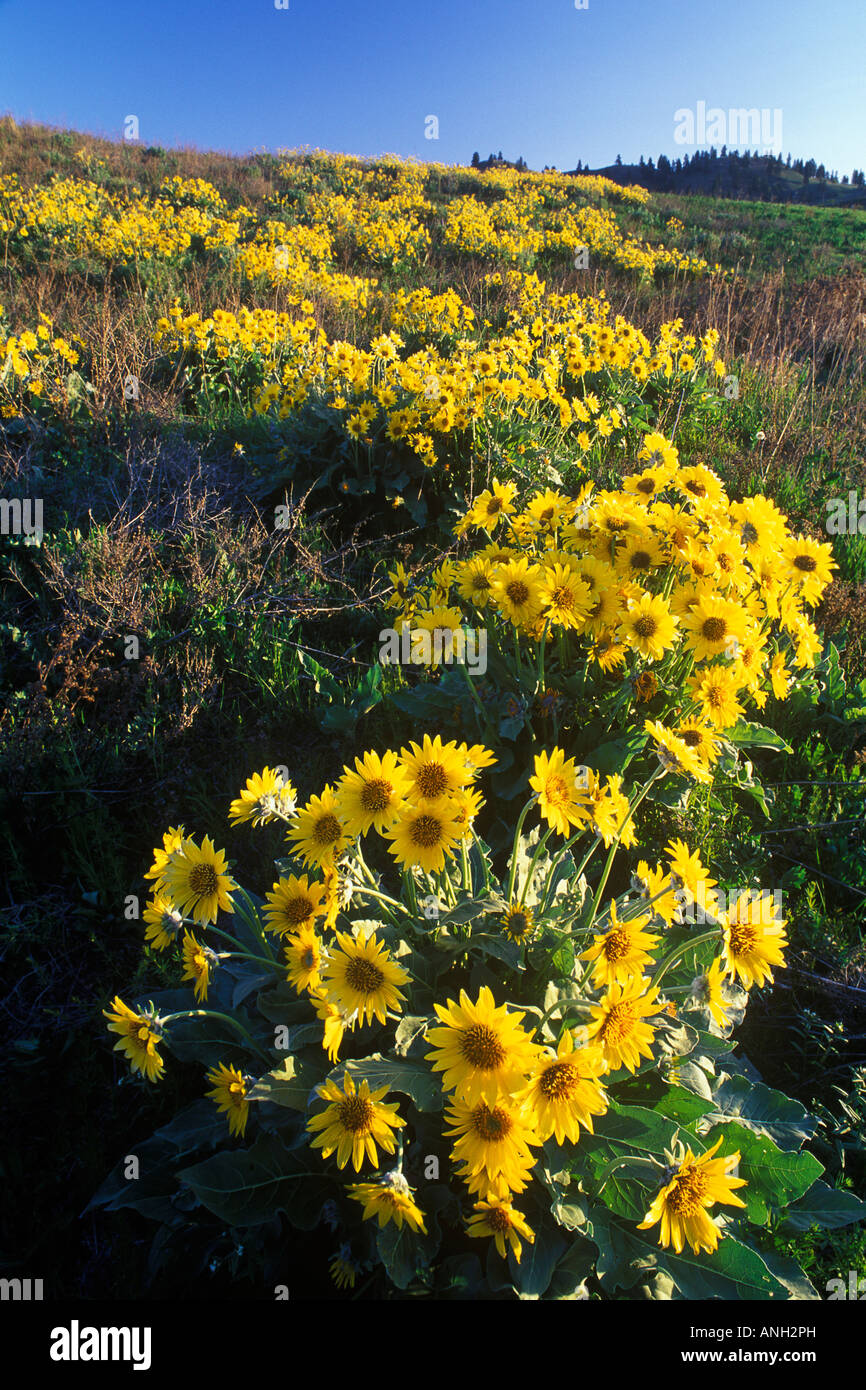 Balsam root, Okanagan Valley, British Columbia, Canada Stock Photo - Alamy