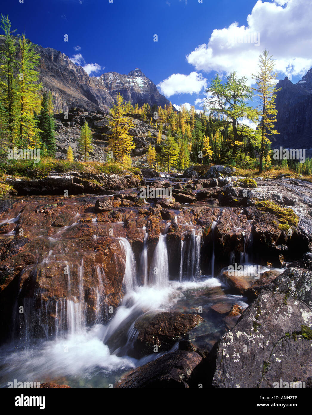 Opabin Plateau, Yoho National Park, British Columbia, Canada Stock ...