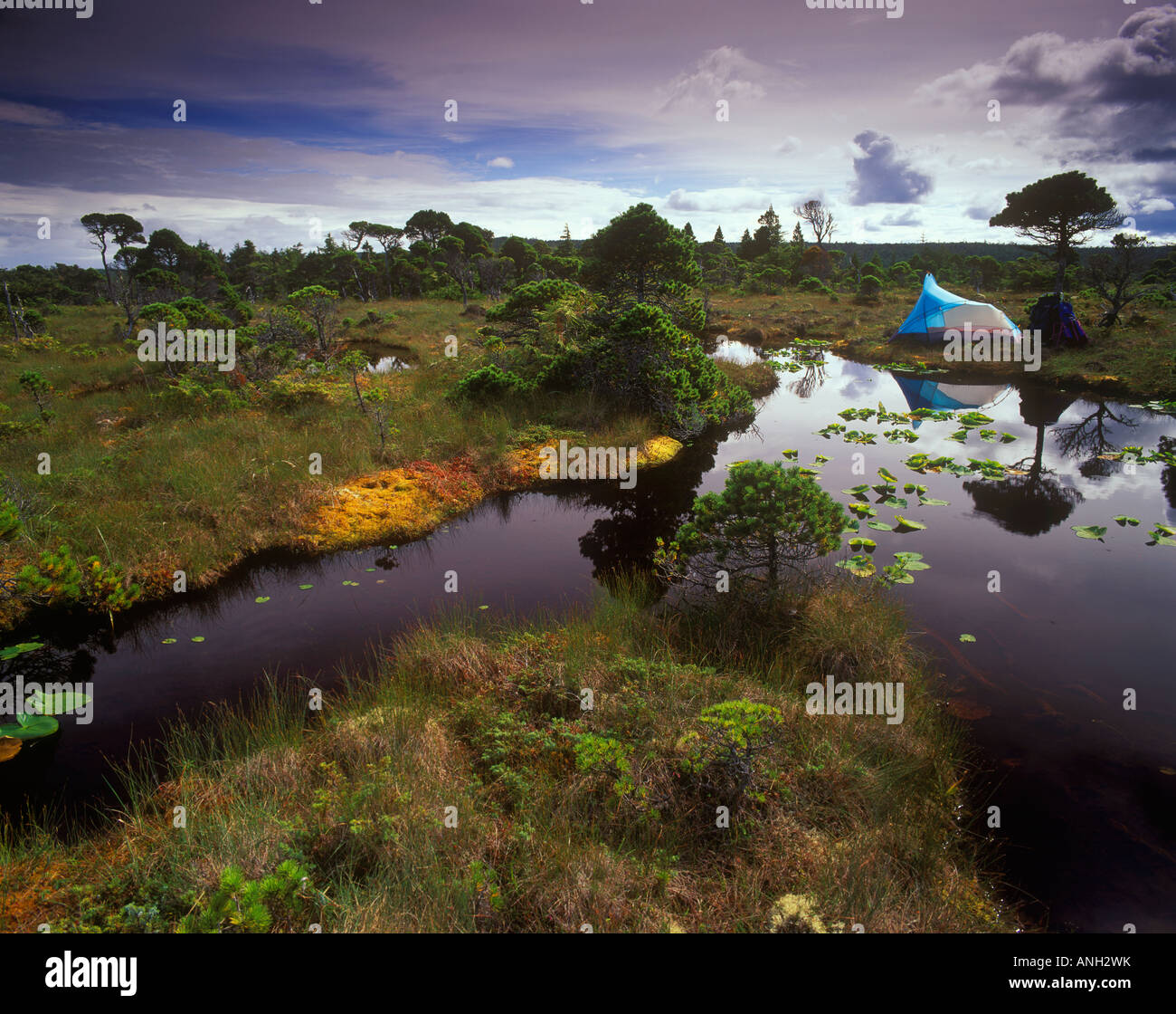 Muskeg High Resolution Stock Photography and Images - Alamy