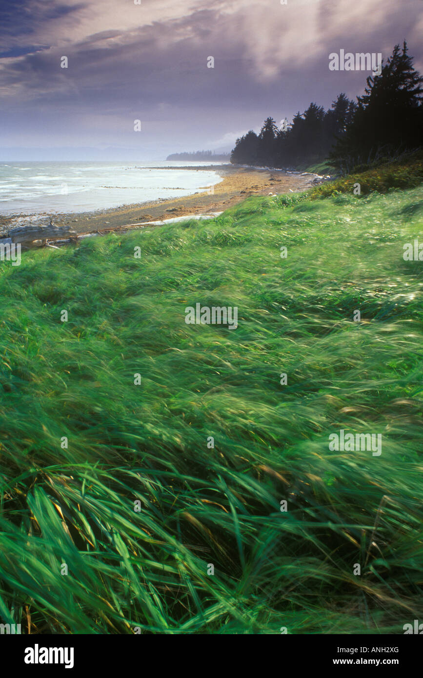 Surf Grass, East coast of Graham Island, Haida Gwaii, British Columbia ...