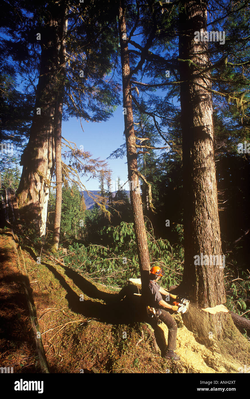 A tree faller at work on Haida Gwaii, British Columbia, Canada Stock ...