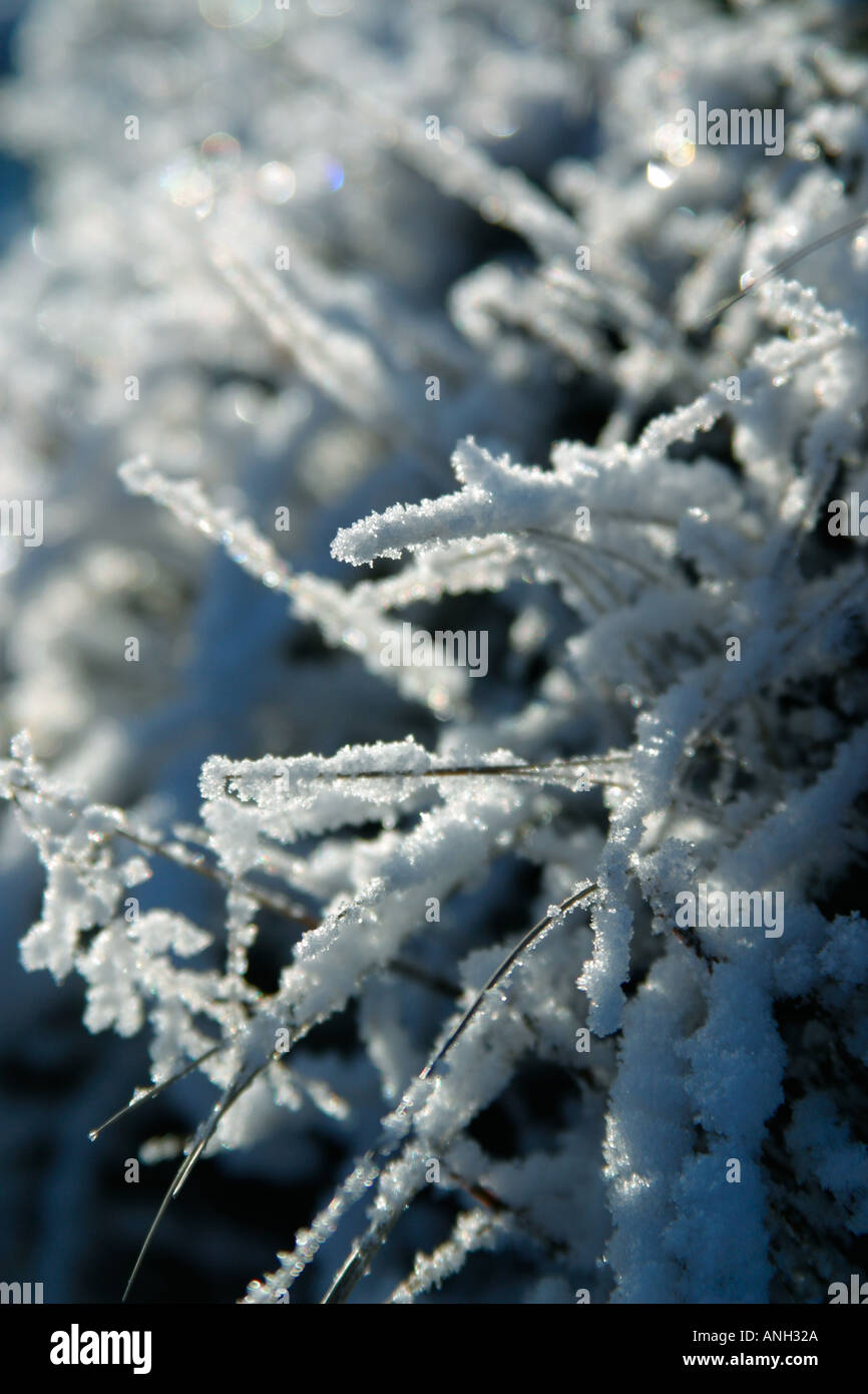Grass glistening in sun hi-res stock photography and images - Alamy