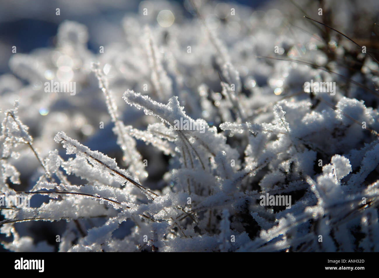 Snowy grass in the sunshine Stock Photo - Alamy