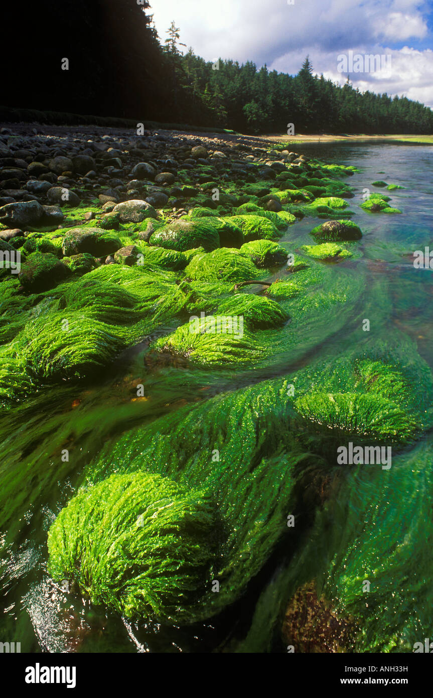 Tlell River, Haida Gwaii, British Columbia, Canada Stock Photo - Alamy