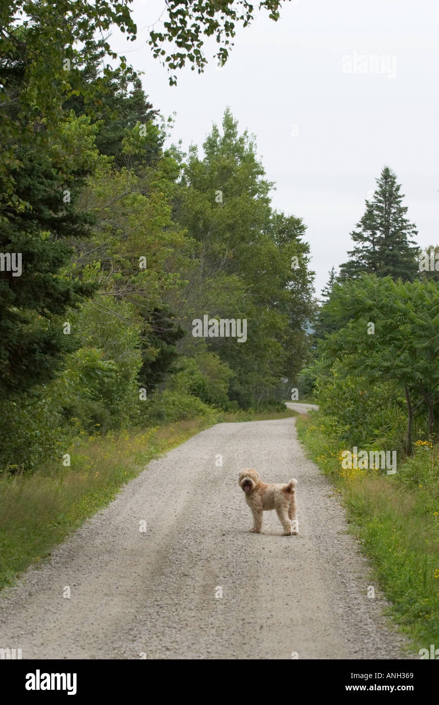 Visiting dog on a gravel road on Vinalhaven Island, Maine Stock Photo ...
