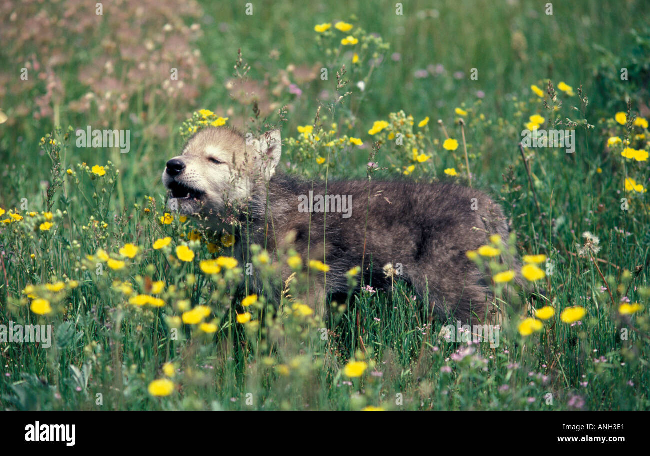 Wolf pup howling hi-res stock photography and images - Alamy
