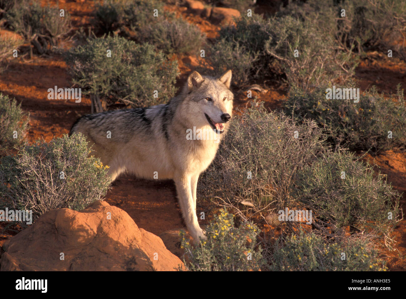 Mexican wolves hi-res stock photography and images - Alamy