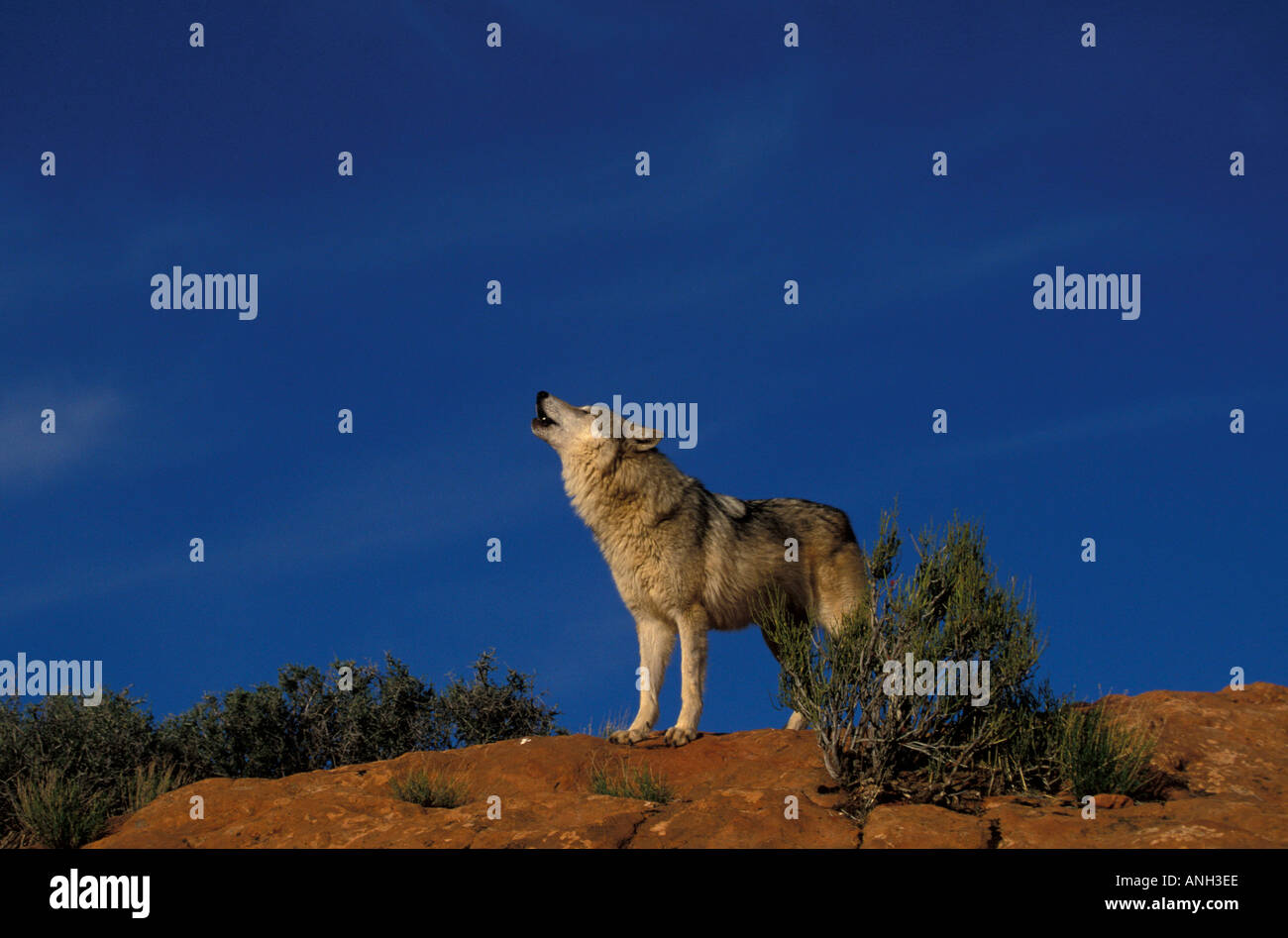 Howling wolf on ridge Stock Photo - Alamy