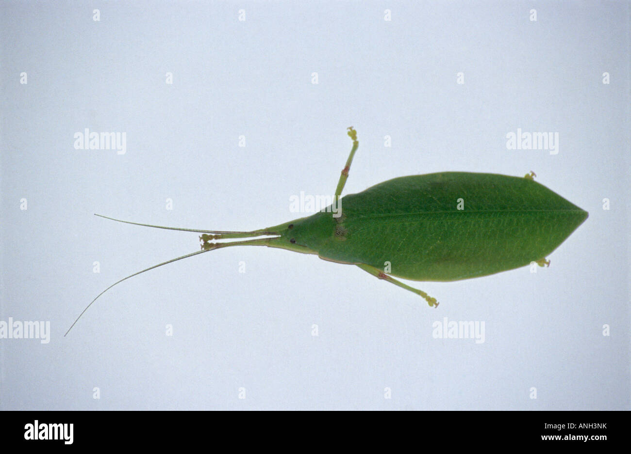 Leaf Insect at Kanha National Park in Madhya Pradesh, India Stock Photo ...