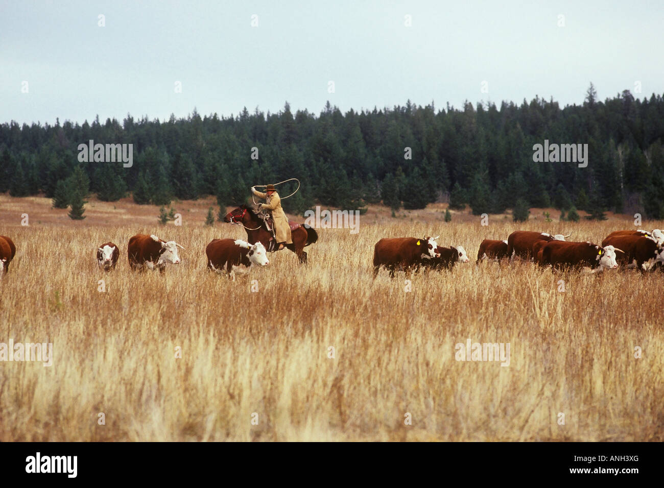 Man horse cattle wilderness hi-res stock photography and images - Alamy