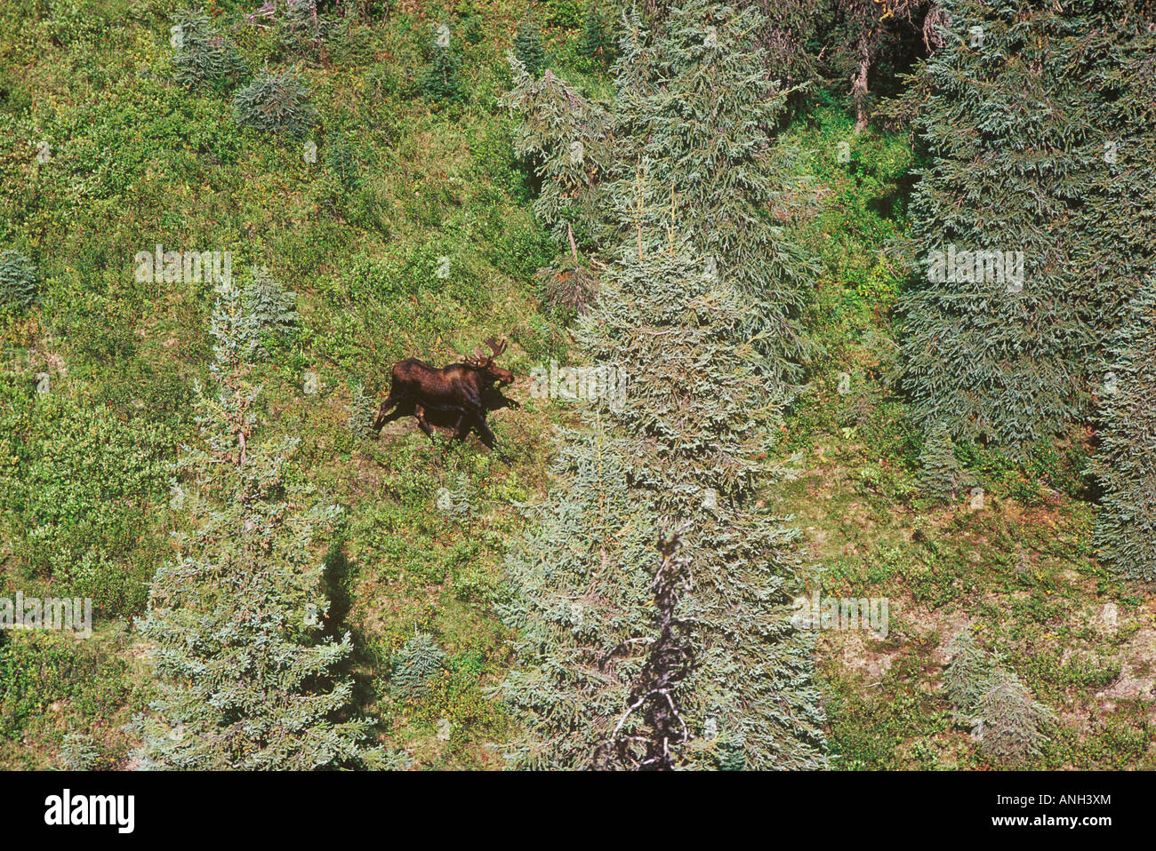 Aerial of Moose running through Boreal Forests, British Columbia ...