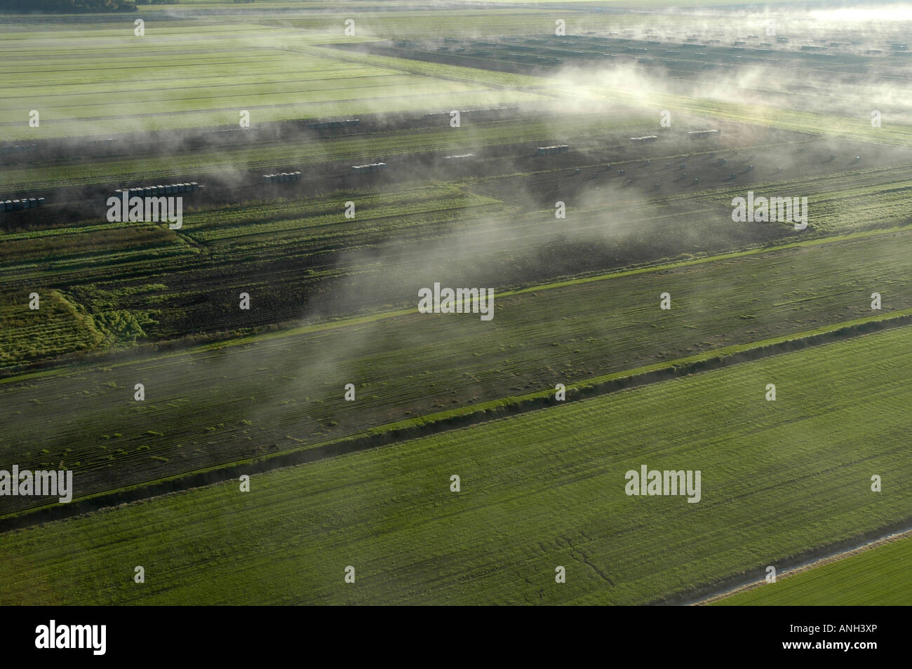 Mist rising off a sod field Stock Photo - Alamy
