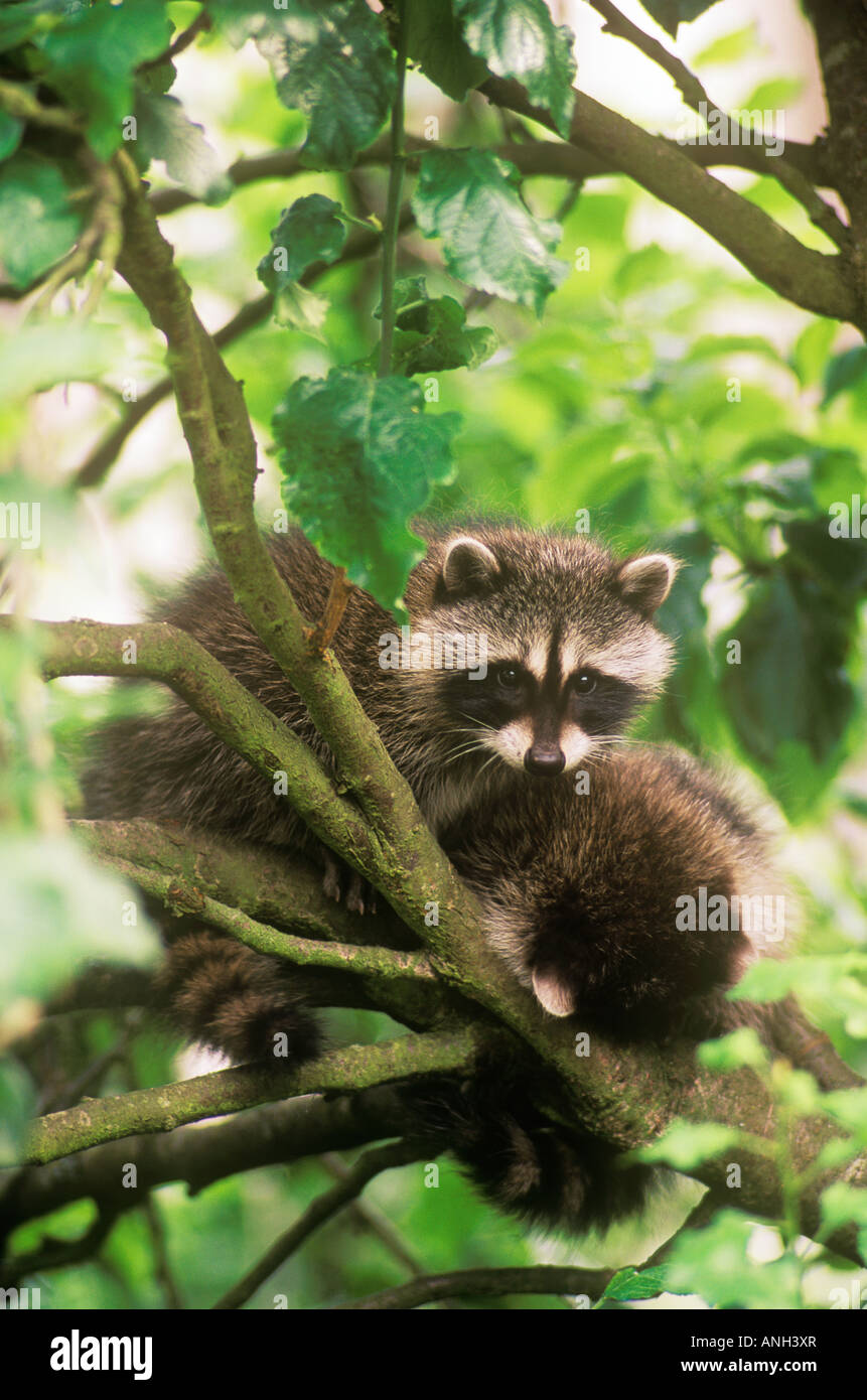 British wild life photos hi-res stock photography and images - Alamy