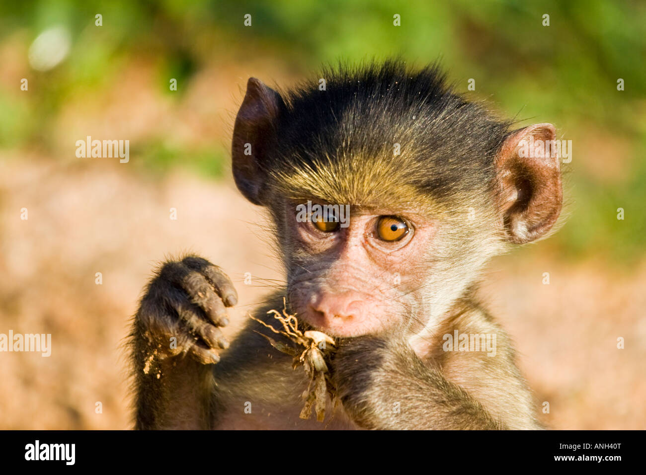 Baby baboon Stock Photo: 15527687 - Alamy