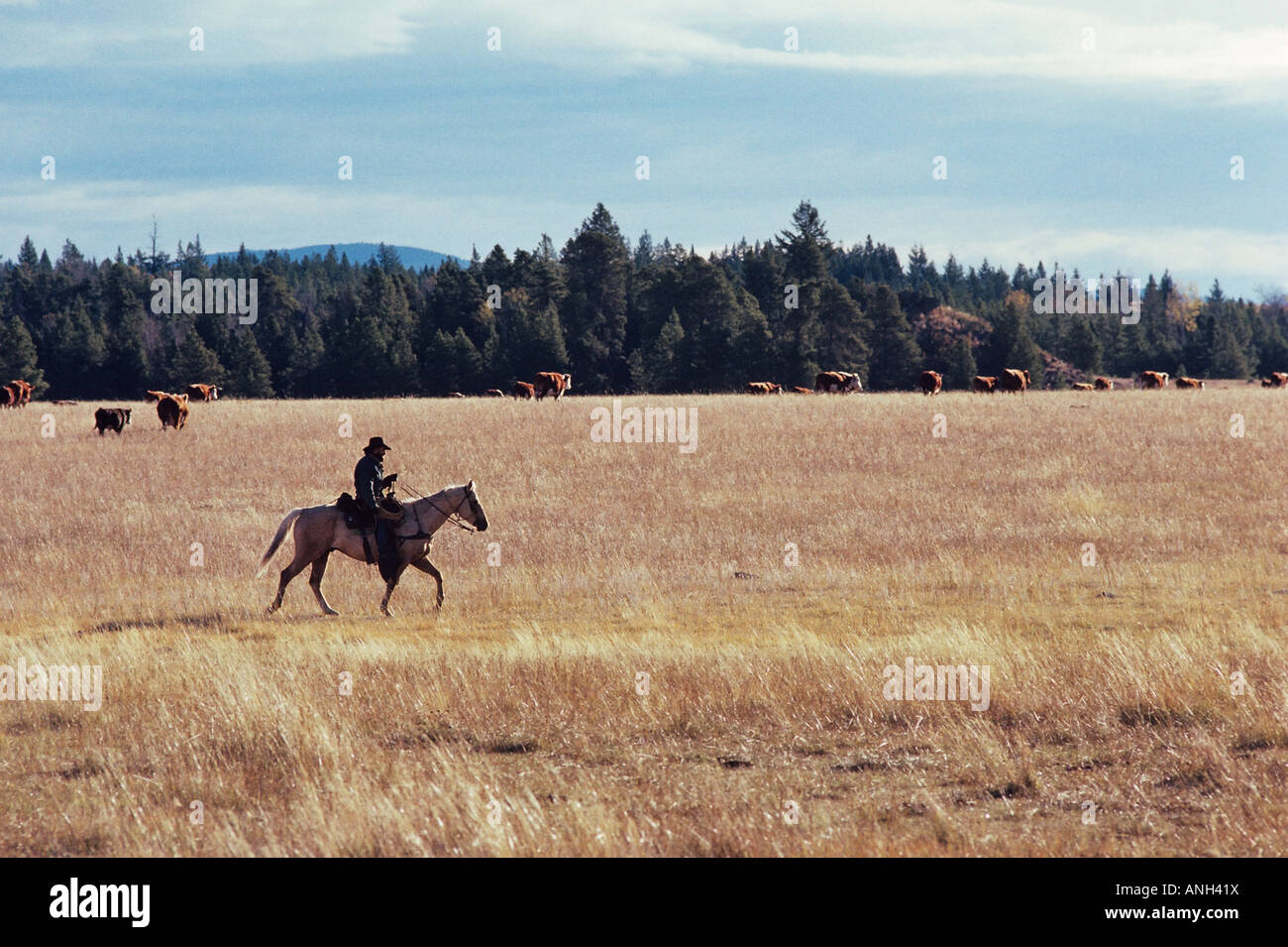 Wrangling cattle hi-res stock photography and images - Alamy