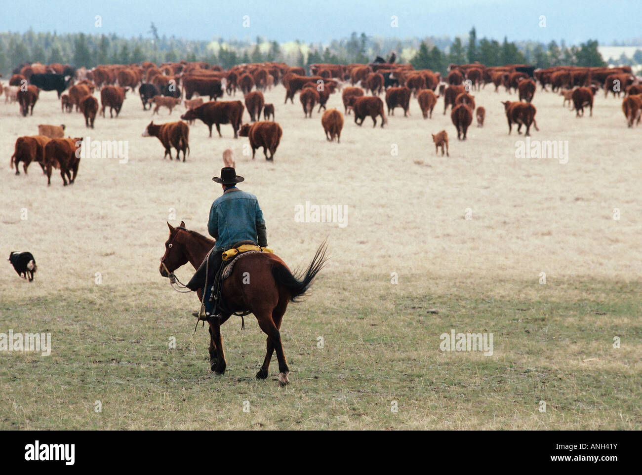 Wrangling hi-res stock photography and images - Alamy