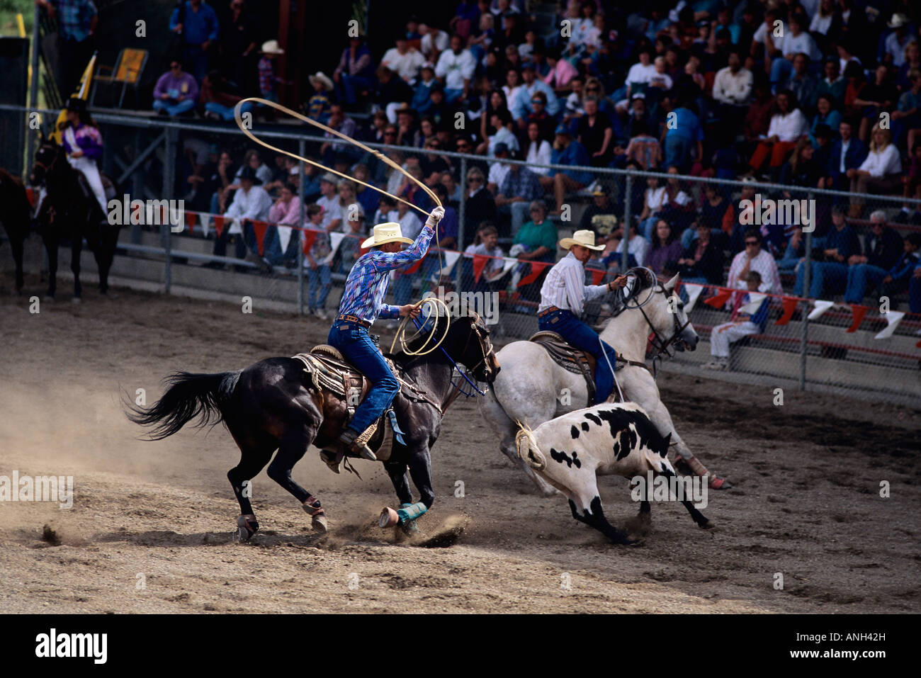 Williams Lake Rodeo, calf roping, British Columbia, Canada Stock Photo ...