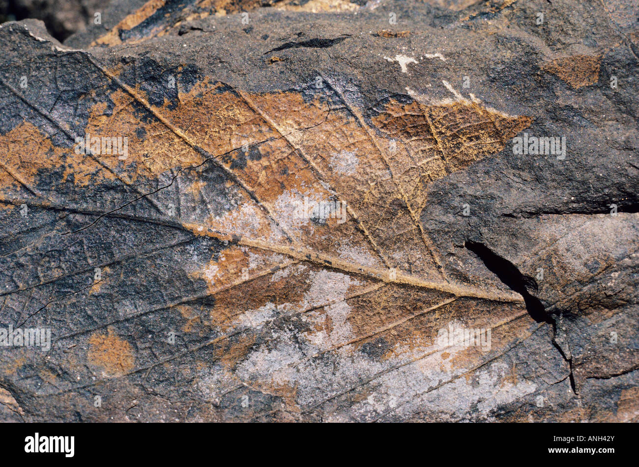 Fossil british columbia hi-res stock photography and images - Alamy