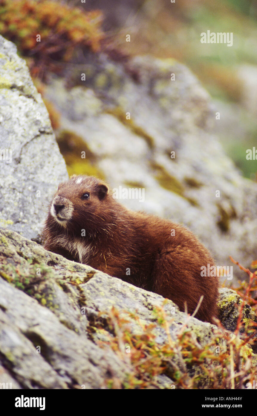 Vancouver Island marmot at the Green Mountain summit colony, British ...