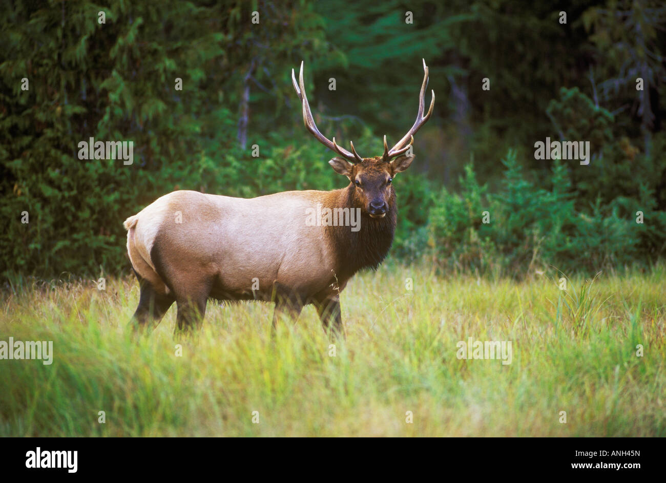 A bull Roosevelt Elk, British Columbia, Canada Stock Photo - Alamy