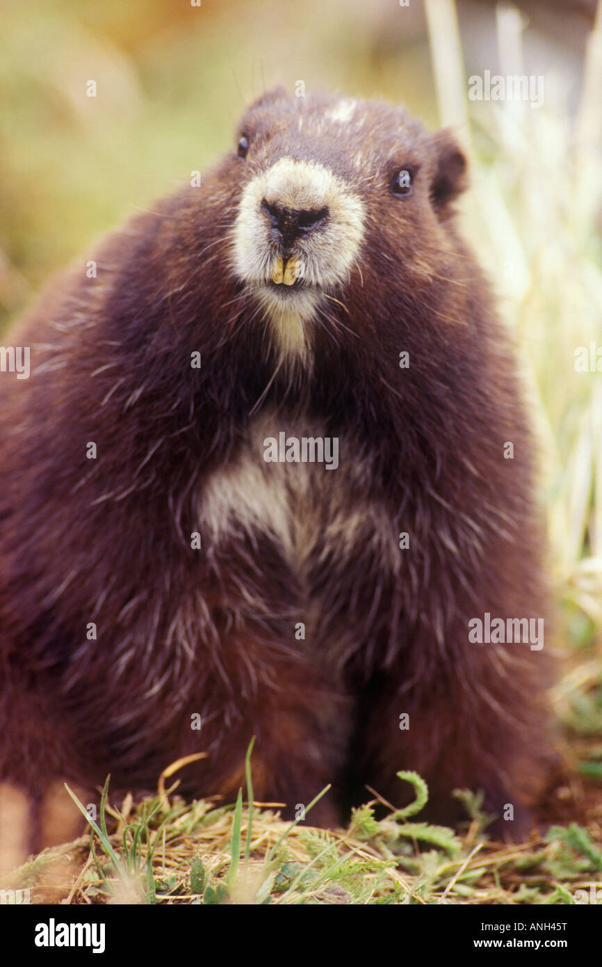Vancouver Island marmot at the Green Mountain summit colony, British ...