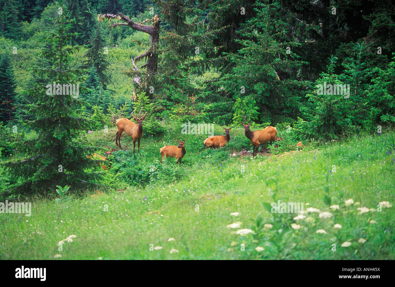 Olympic elk cervus roosevelti hi-res stock photography and images - Alamy