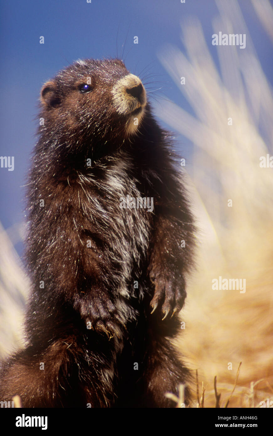 Vancouver Island marmot at the Green Mountain summit colony, British ...