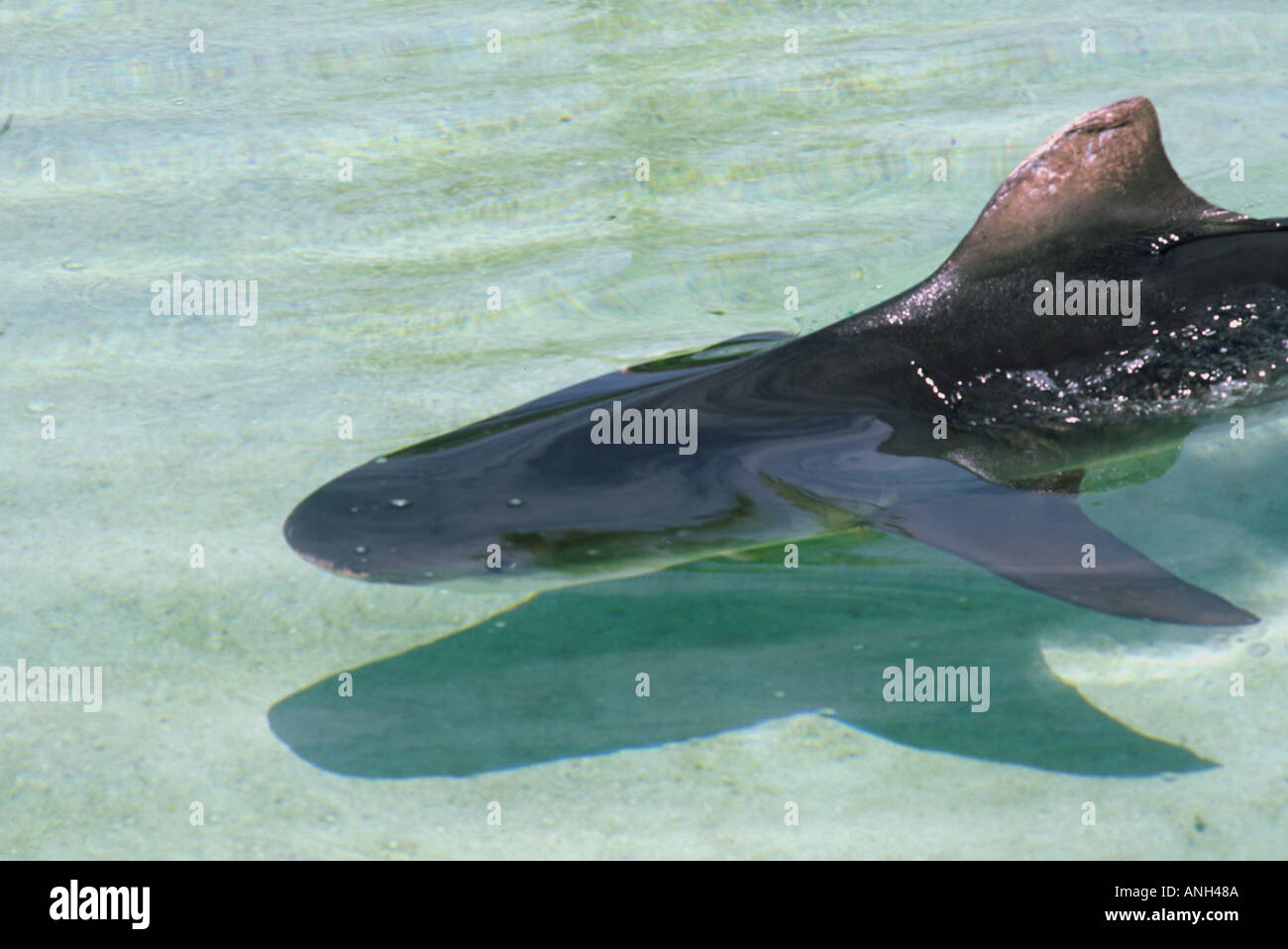 shark in water Stock Photo - Alamy
