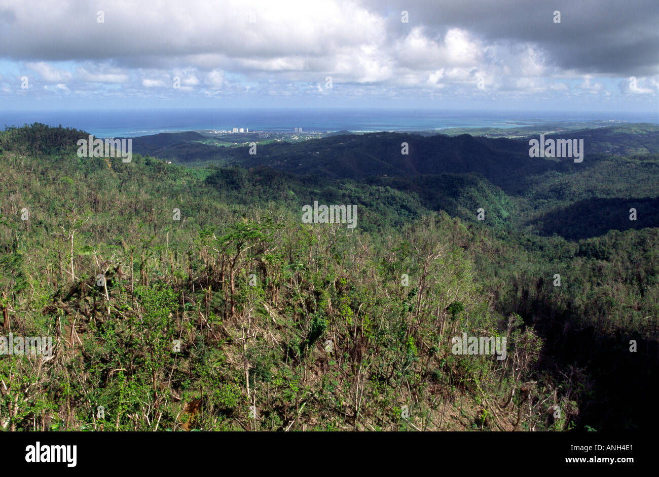 puerto rico el yunque rain forest Stock Photo - Alamy
