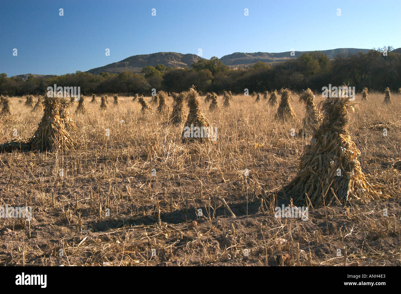 corn stalk stacks Mexico Stock Photo - Alamy