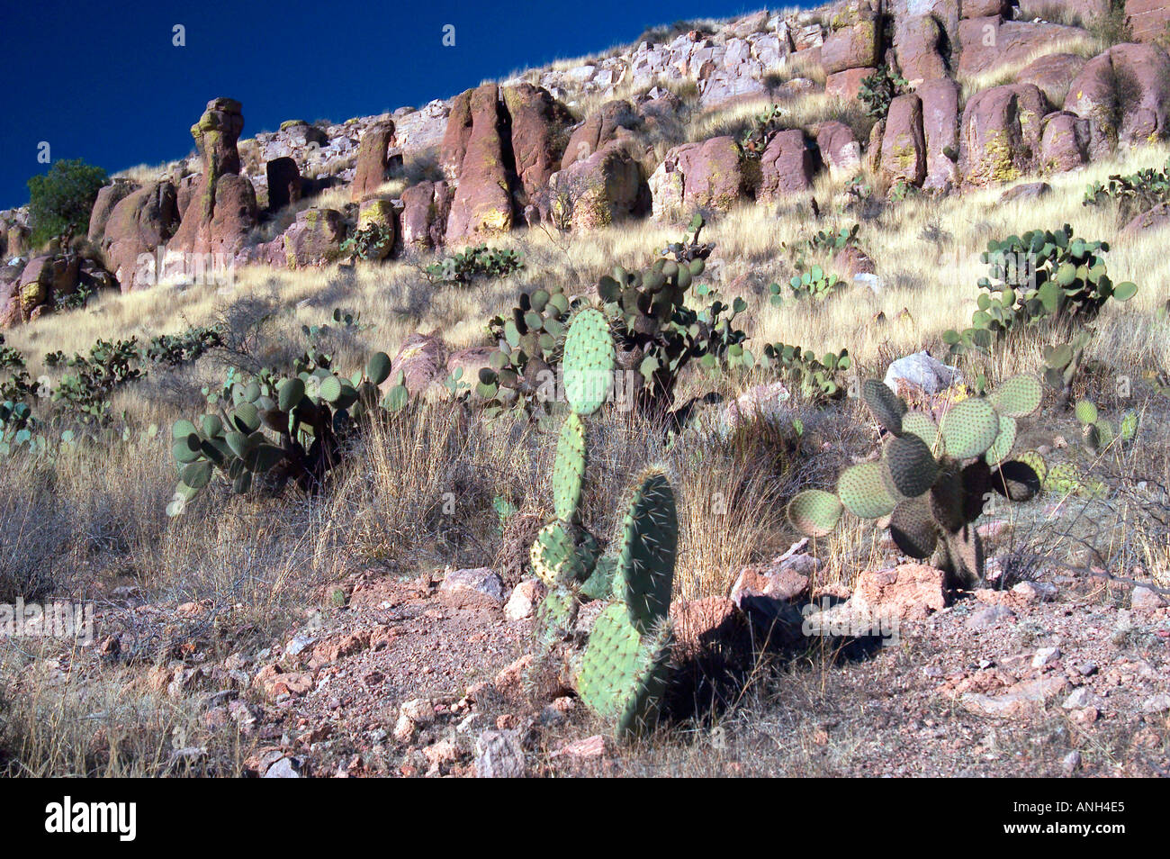 desert countryside Mexico Stock Photo - Alamy