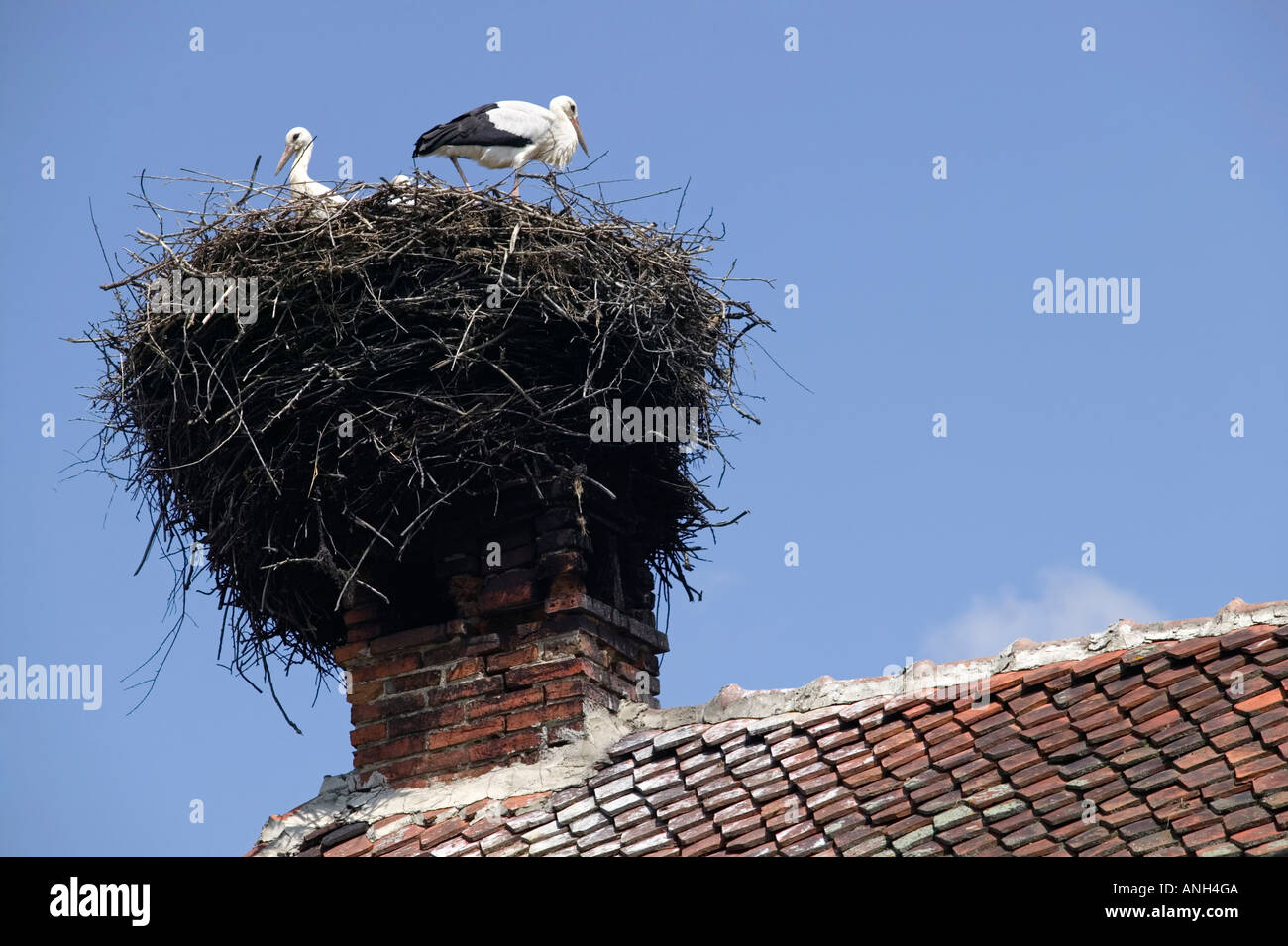 Storks in nest, Transylvania, Romania Stock Photo - Alamy
