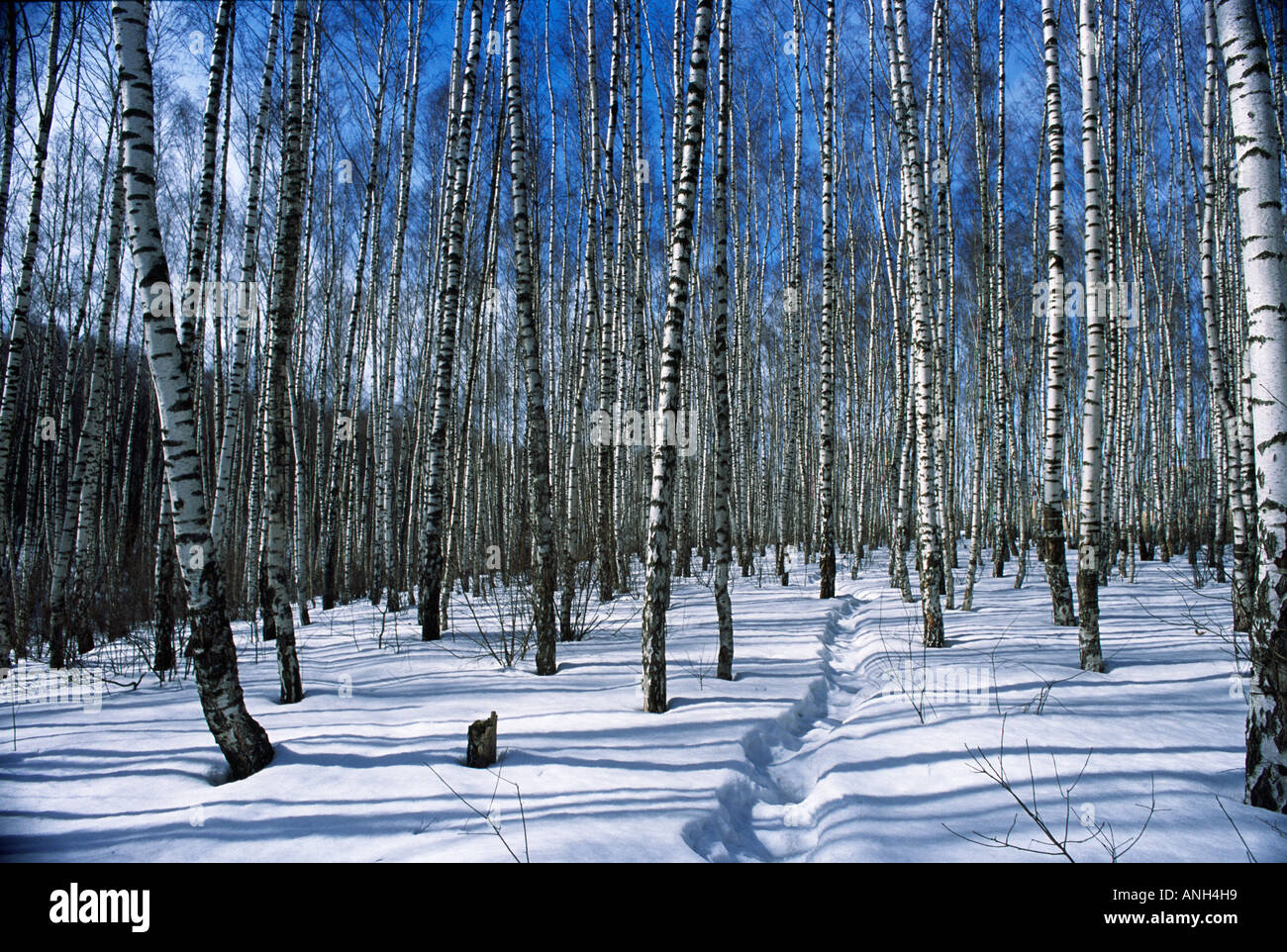Birch forest in early spring, Moscow, Russia Stock Photo - Alamy