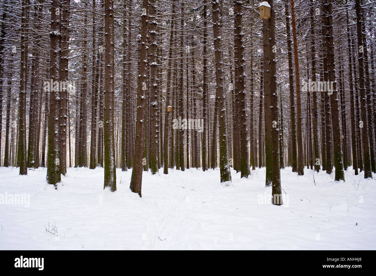 Forest in snow, Moscow, Russia Stock Photo - Alamy