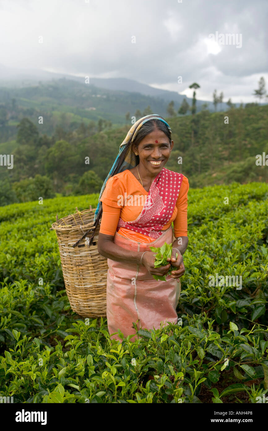 Woman Tea Picker, Tea Plantation, Nuwara Eliya, Hill Country, Sri Lanka ...
