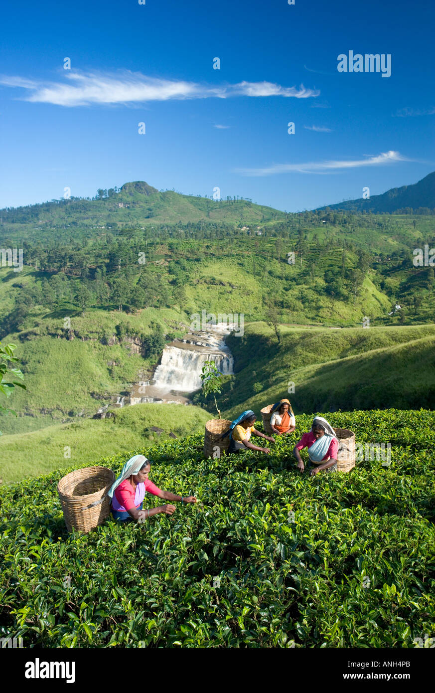 Tea Plantation, Talawakele, Nuwara Eliya, Hill Country, Sri Lanka Stock ...