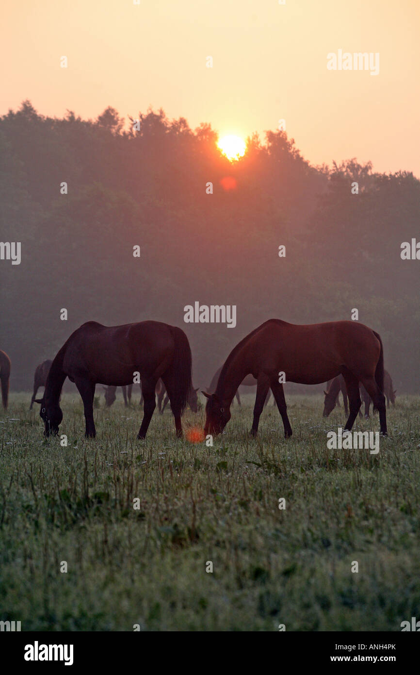 Horses grazing at sunrise, Sottrum-Faehrhof, Germany Stock Photo - Alamy