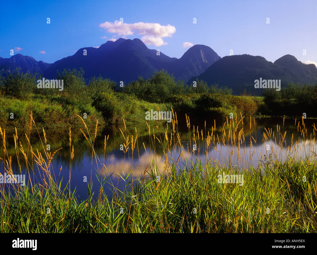 Pitt-addington marsh wildlife management area, British Columbia, Canada ...