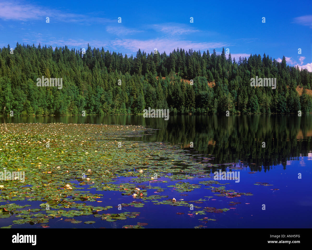 Pitt-Addington Marsh Wildlife Management Area, British Columbia, Canada ...