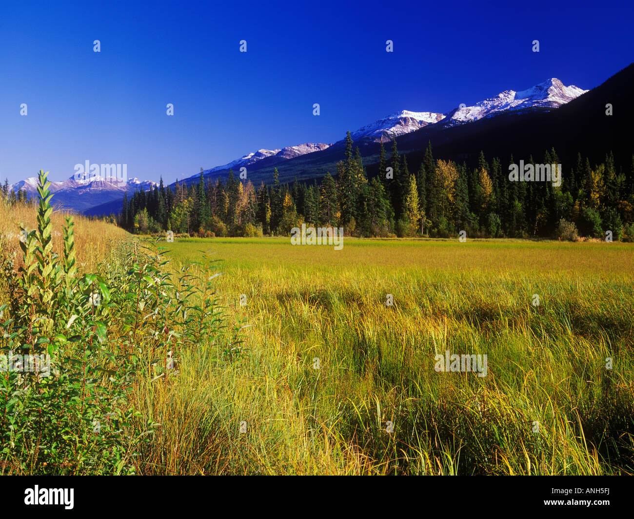 Pitt-Addington Marsh Wildlife Management Area, British Columbia, Canada ...