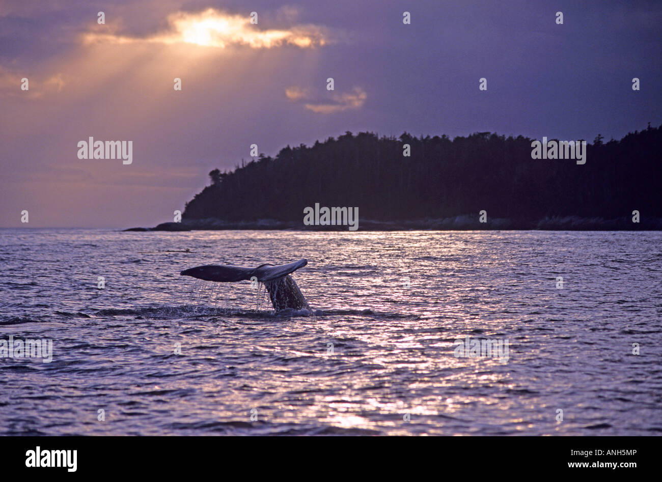 A grey whale (Eschrichtius robustus) flukes off the coast of Bramham ...