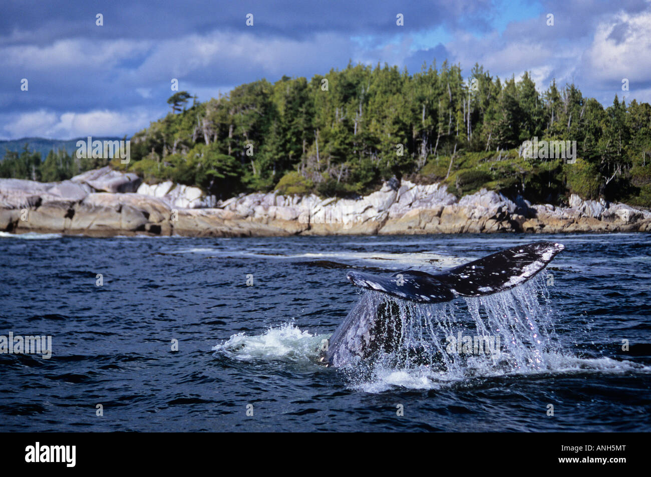 A grey whale (Eschrichtius robustus) flukes off the coast of Bramham ...