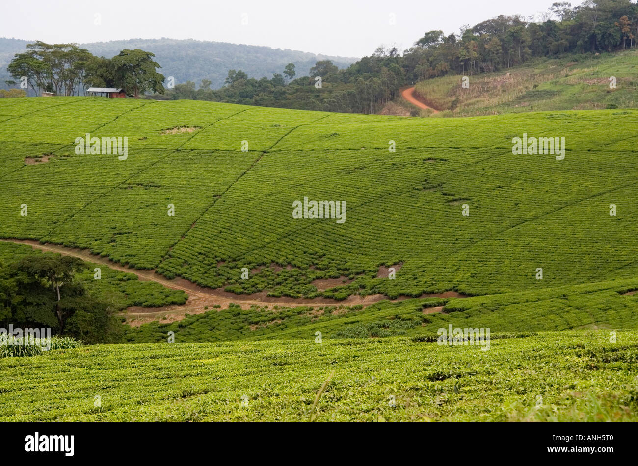 Tea Plantation, Kibale National Park, Uganda, Africa Stock Photo - Alamy