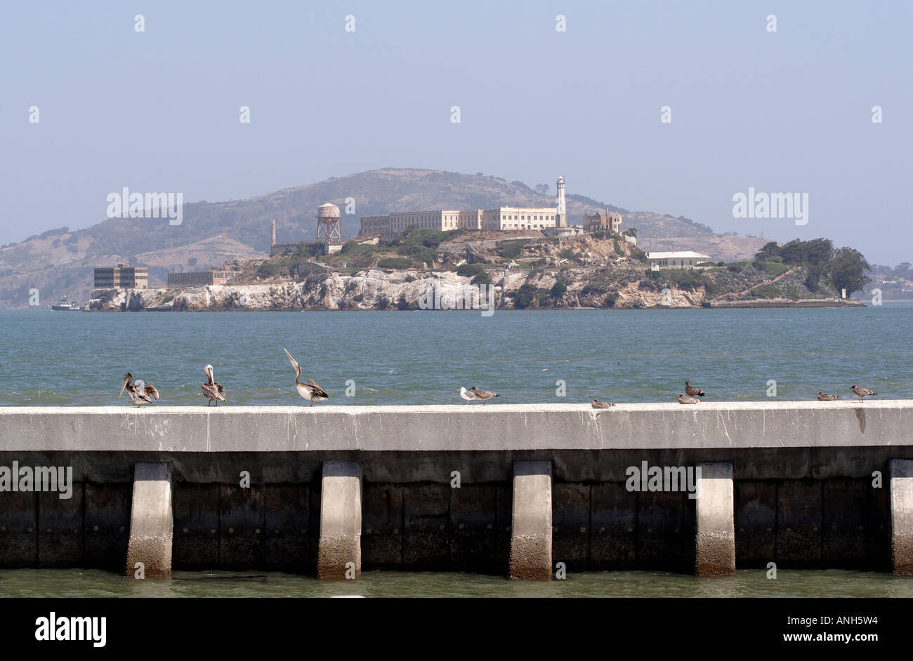 Pelicans and gulls, Alcatraz Prison, San Francisco, California Stock ...