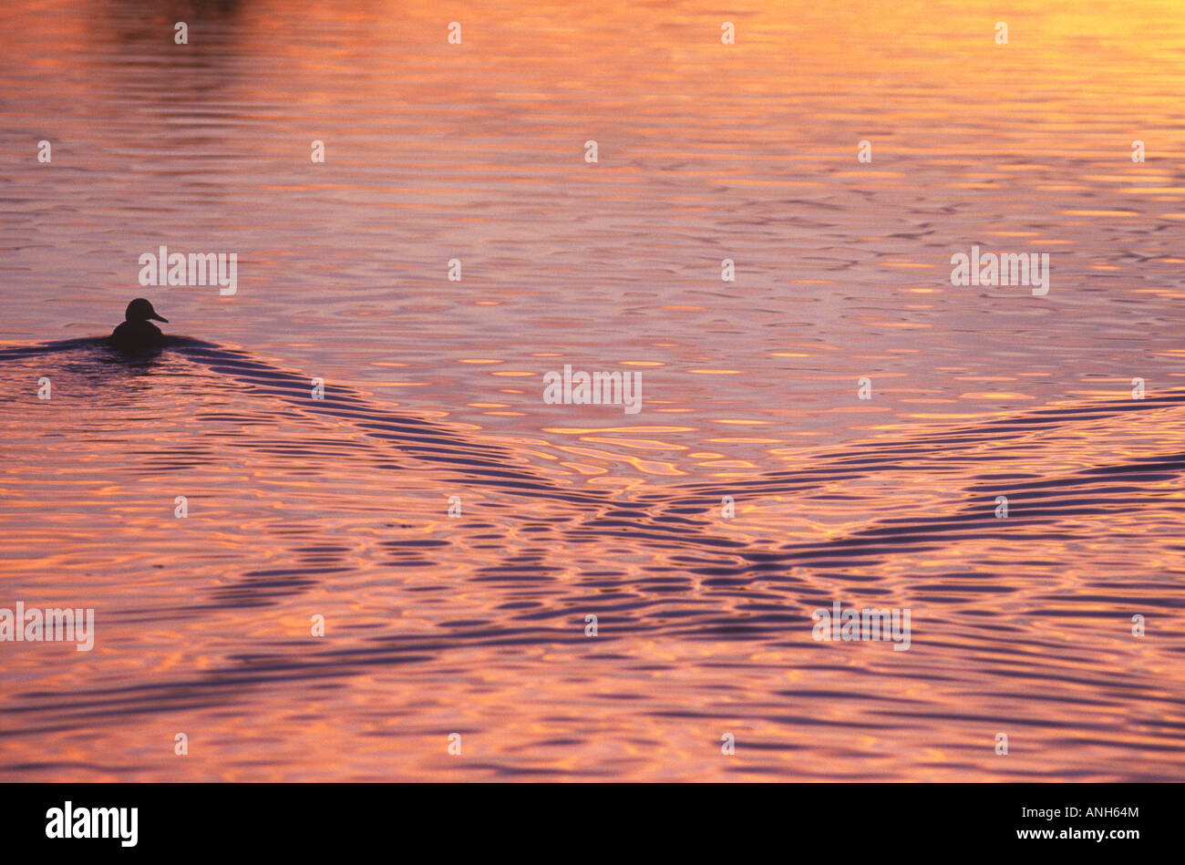 Fraser river delta hi-res stock photography and images - Alamy